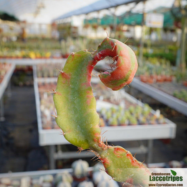 Hylocalycium chimera – Cyprus Cactus