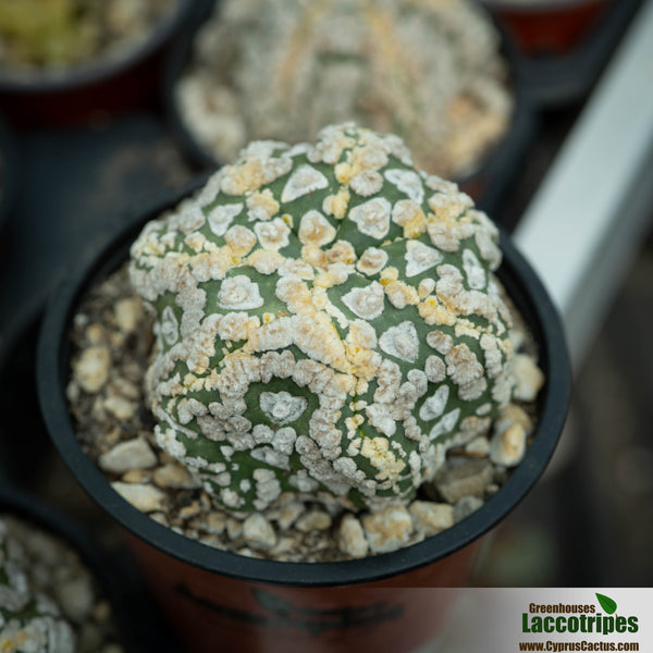 Astrophytum asterias hanazono – Cyprus Cactus