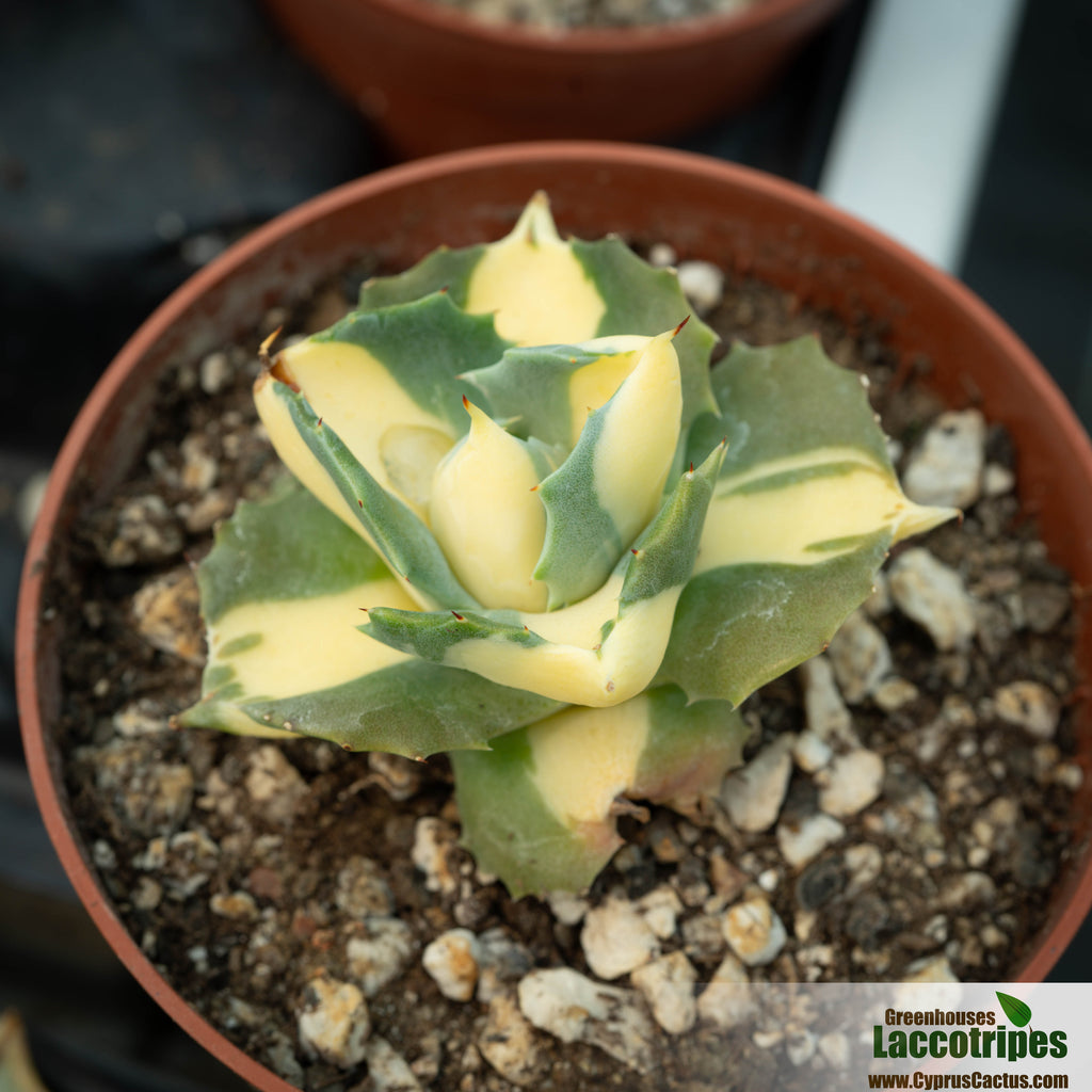 Agave potatorum verschaffeltii variegata 'Medio-picta' – Cyprus Cactus