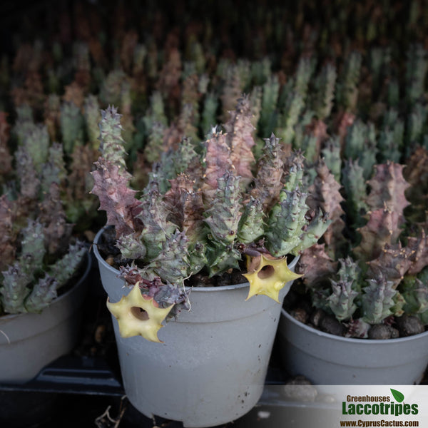 Huernia primulina – Cyprus Cactus