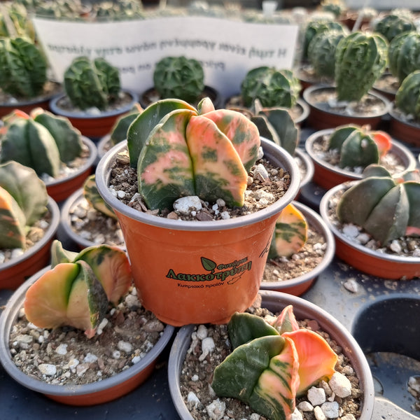 Astrophytum myriostigma variegated – Cyprus Cactus