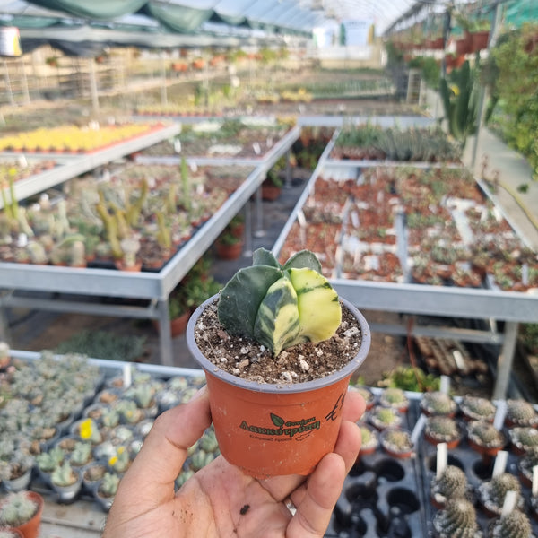Astrophytum myriostigma nudum variegated – Cyprus Cactus