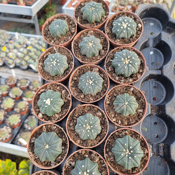 Astrophytum asterias star-shape – Cyprus Cactus
