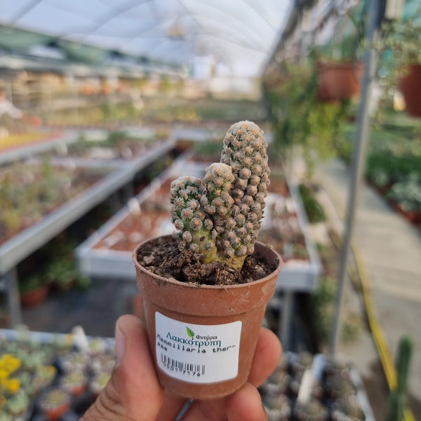 Mammillaria theresae – Cyprus Cactus