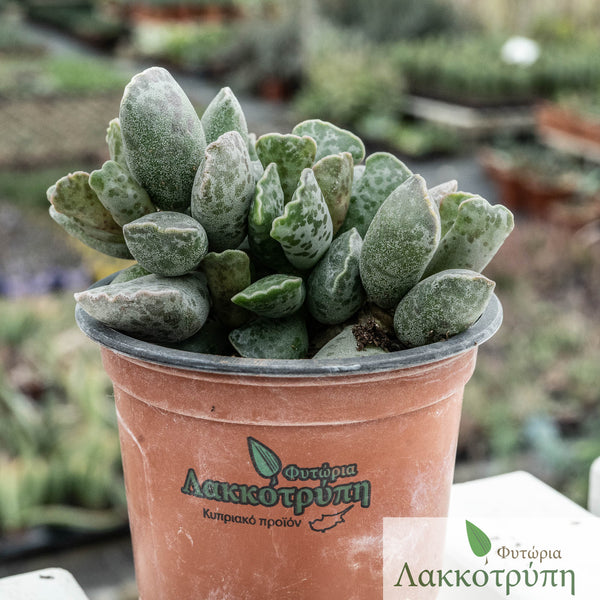 Adromischus rupicola – Cyprus Cactus