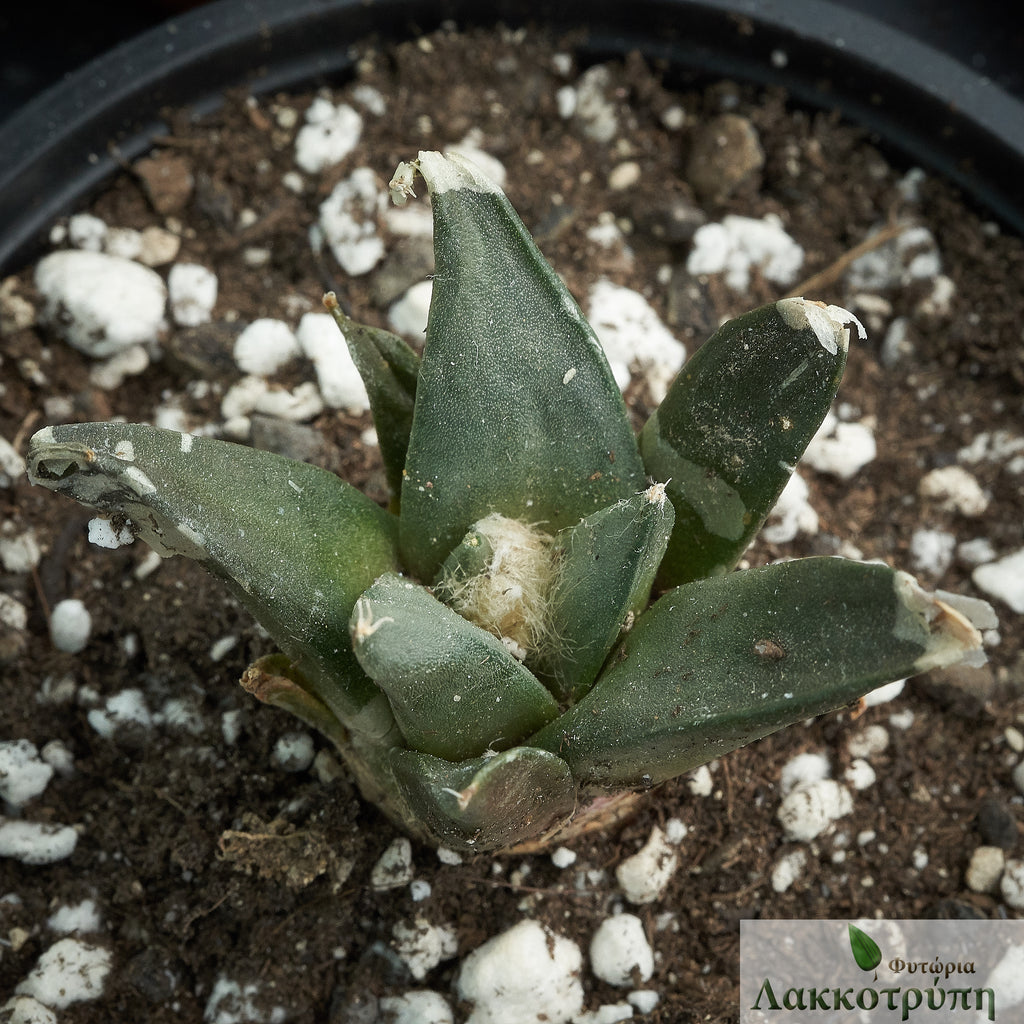 Ariocarpus confusus hybrid – Cyprus Cactus