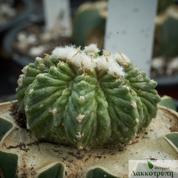 Aztekium ritteri - Grafted – Cyprus Cactus