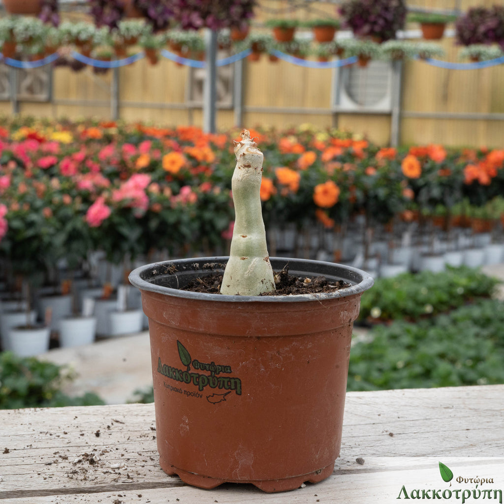 Cyphostemma juttae – Cyprus Cactus