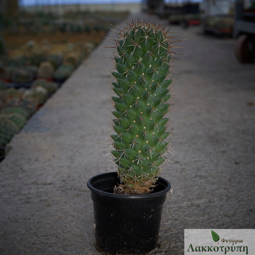 Coryphantha clavata – Cyprus Cactus