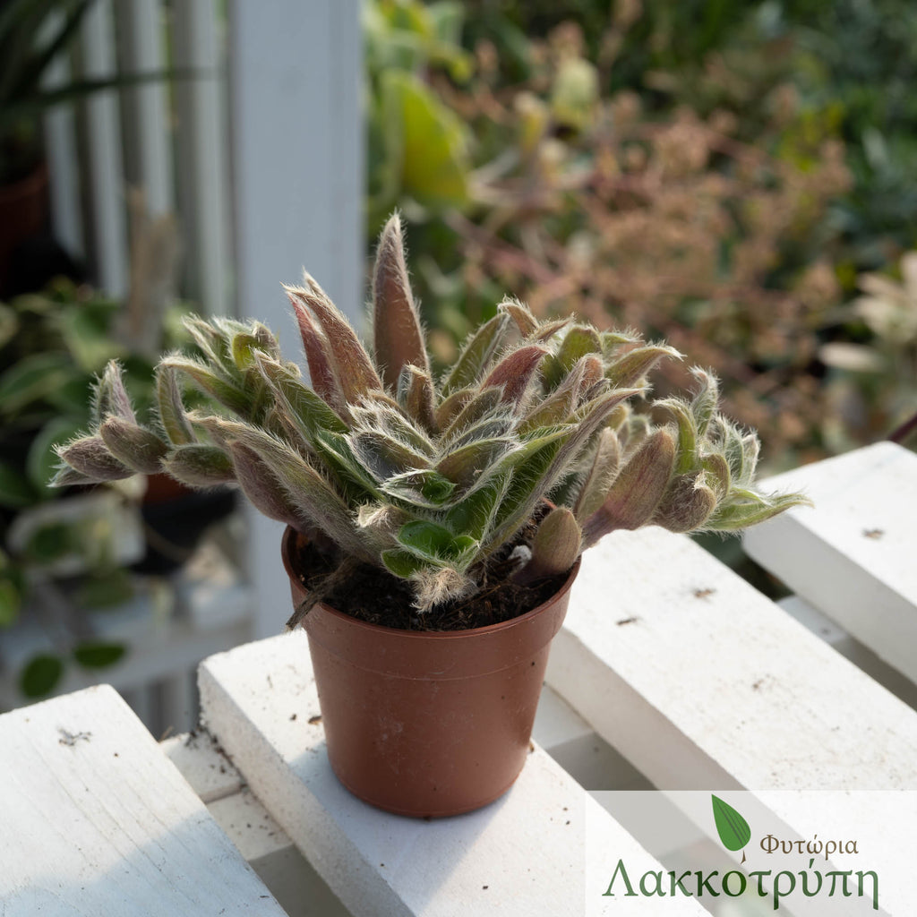 Cyanotis somalensis – Cyprus Cactus