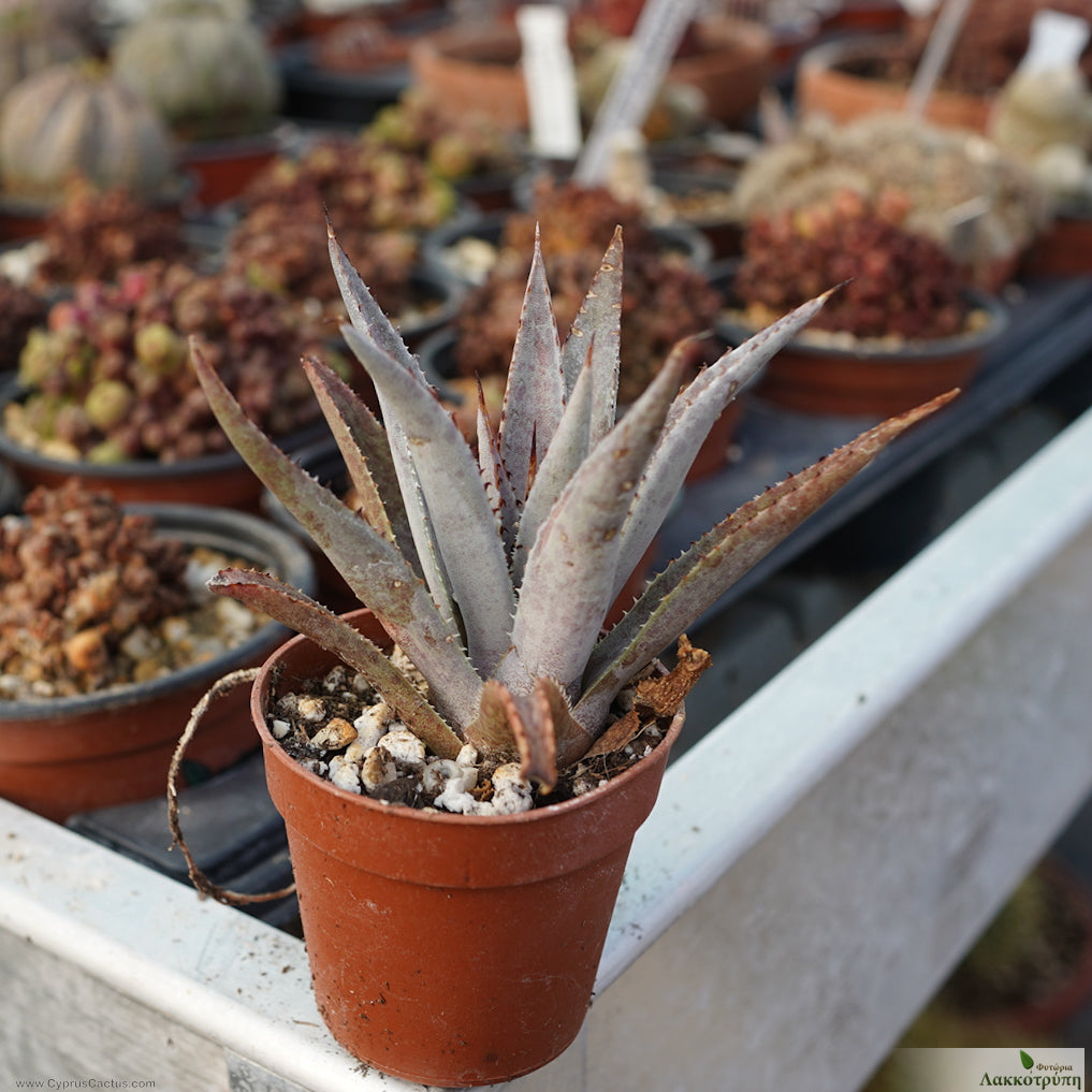 Agave Mangave 'Bloodspot' – Cyprus Cactus