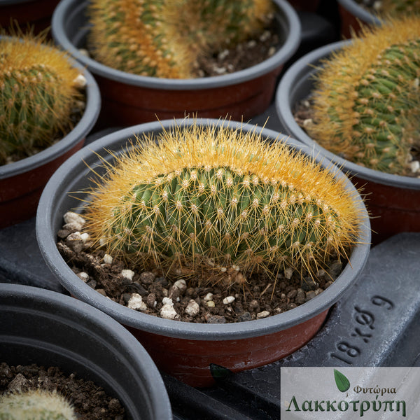 Vatricania guentheri crestata – Cyprus Cactus