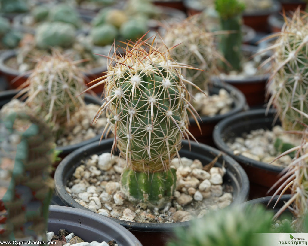 Echinomastus johnsonii grafted – Cyprus Cactus