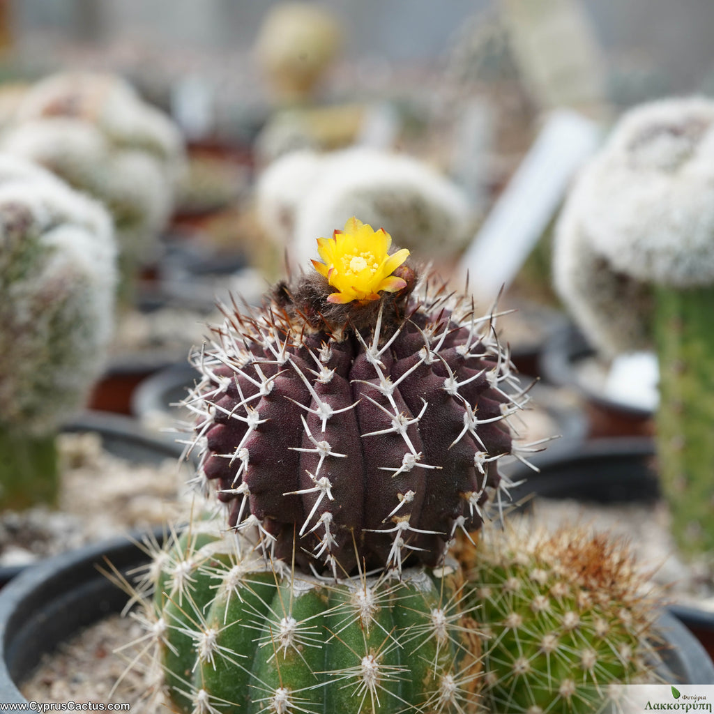 Uebelmannia buiningii grafted – Cyprus Cactus