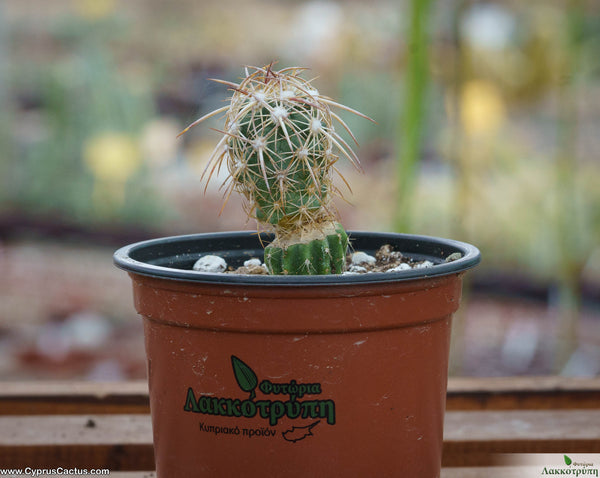 Echinomastus johnsonii grafted – Cyprus Cactus