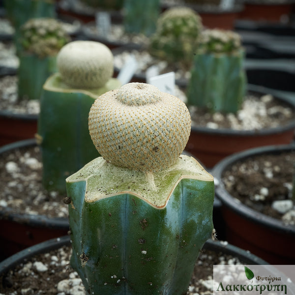 Epithelantha bokei - Grafted – Cyprus Cactus