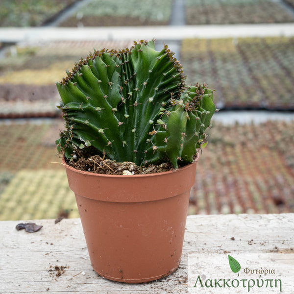 Euphorbia triangularis cristata – Cyprus Cactus