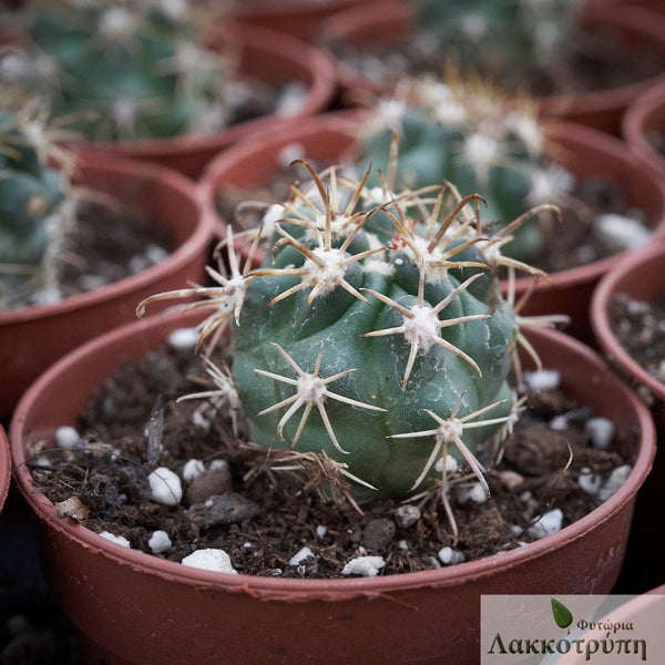 Ferocactus fordii – Cyprus Cactus