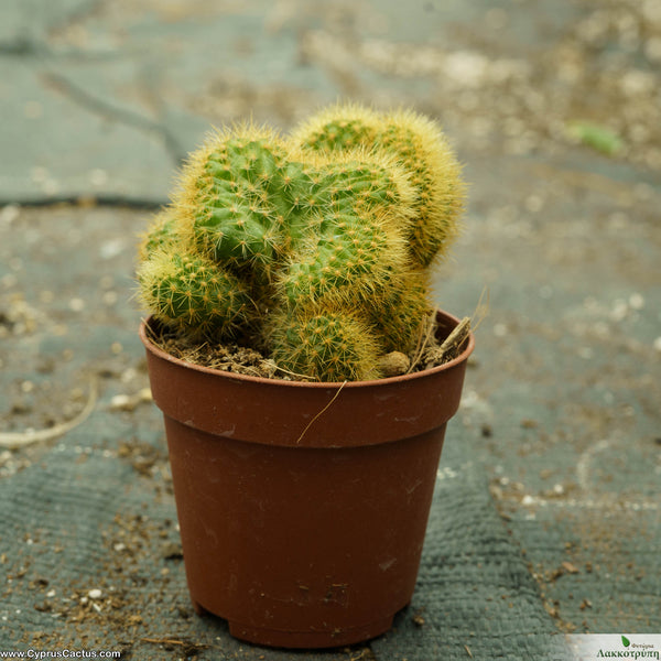 Hildewintera aureispina cristata – Cyprus Cactus
