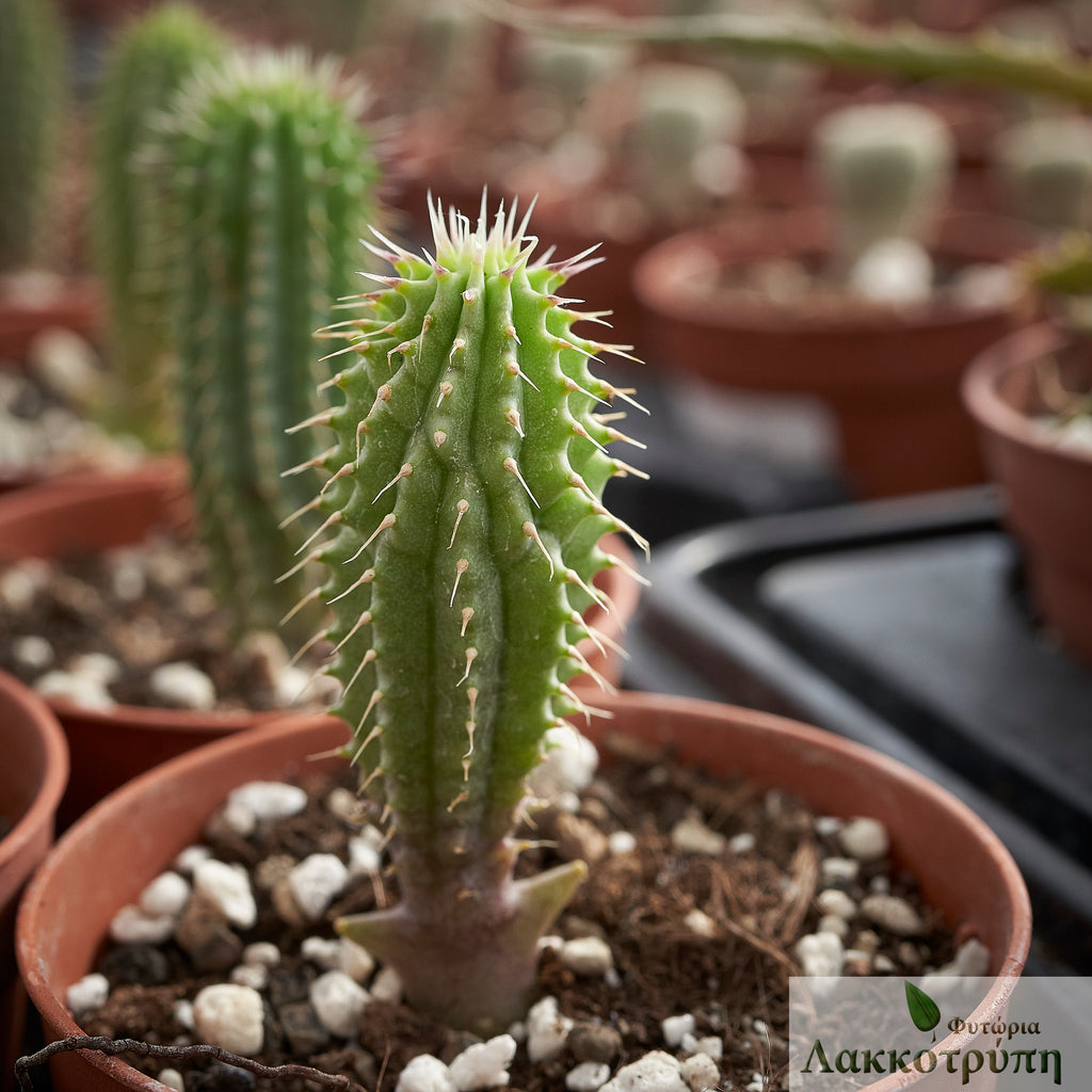 Hoodia gordonii – Cyprus Cactus