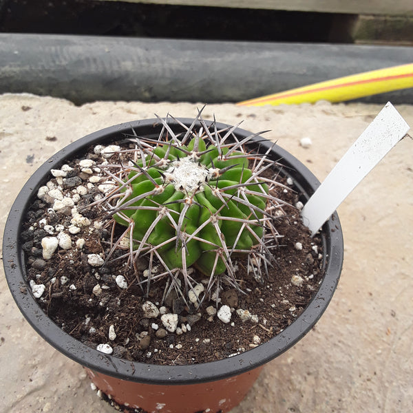 Discocactus latispinus – Cyprus Cactus