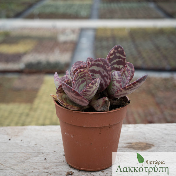 Kalanchoe humilis partridge – Cyprus Cactus