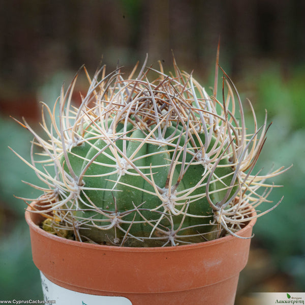 Lobivia lateritia – Cyprus Cactus