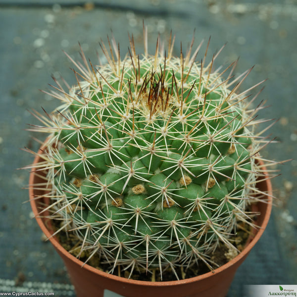 Mammillaria johnstonii – Cyprus Cactus