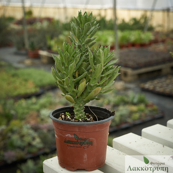 Monadenium guentheri – Cyprus Cactus