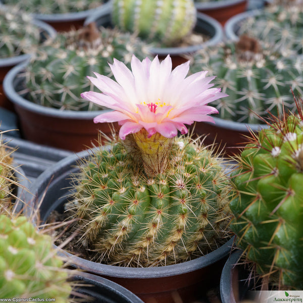 Notocactus roseoluteus – Cyprus Cactus