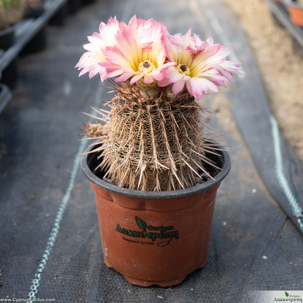 Parodia rutilans – Cyprus Cactus