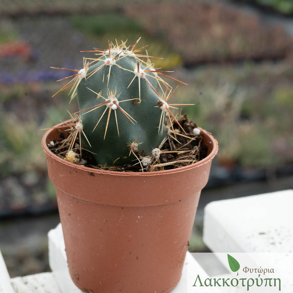 Opuntia invicta – Cyprus Cactus