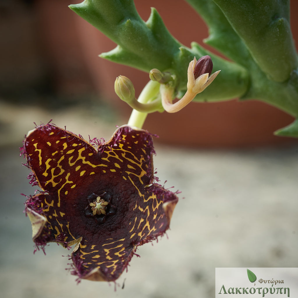 Orbea doldii – Cyprus Cactus