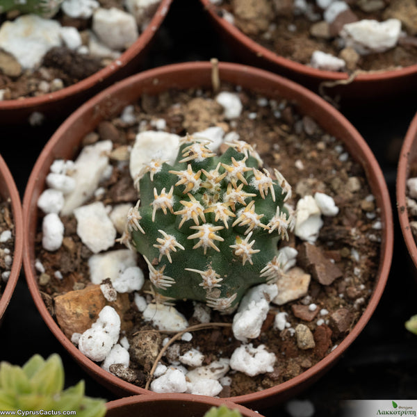 Pygmaeocereus bieblii – Cyprus Cactus
