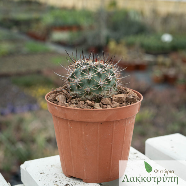 Pyrrhocactus strausianus – Cyprus Cactus