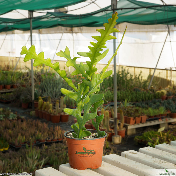 Selenicereus anthonyanus – Cyprus Cactus